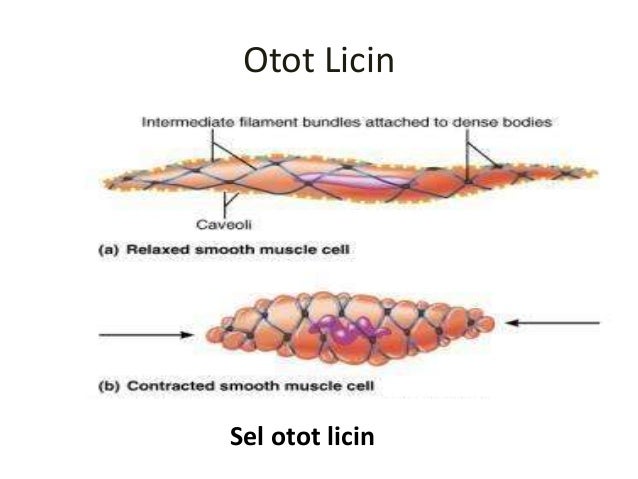 Pjm 3106 anatomi dan fisiologi-Sistem otot