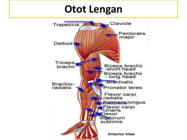 Pjm 3106 anatomi dan fisiologi-Sistem otot