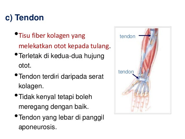 Pjm 3106 anatomi dan fisiologi-Sistem otot