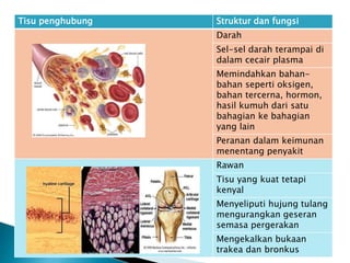 Pengenalan kepada anatomi dan fisiologi peringkat kimia, selular dan ...