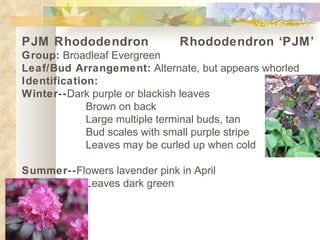 Pjm rhododendron show | PPT | Gardening | Home & Garden