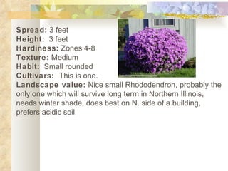 Pjm rhododendron show | PPT | Gardening | Home & Garden