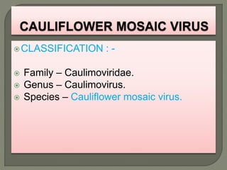 PLANT VIRUS PPT - SLIDE SHARE | PPTX