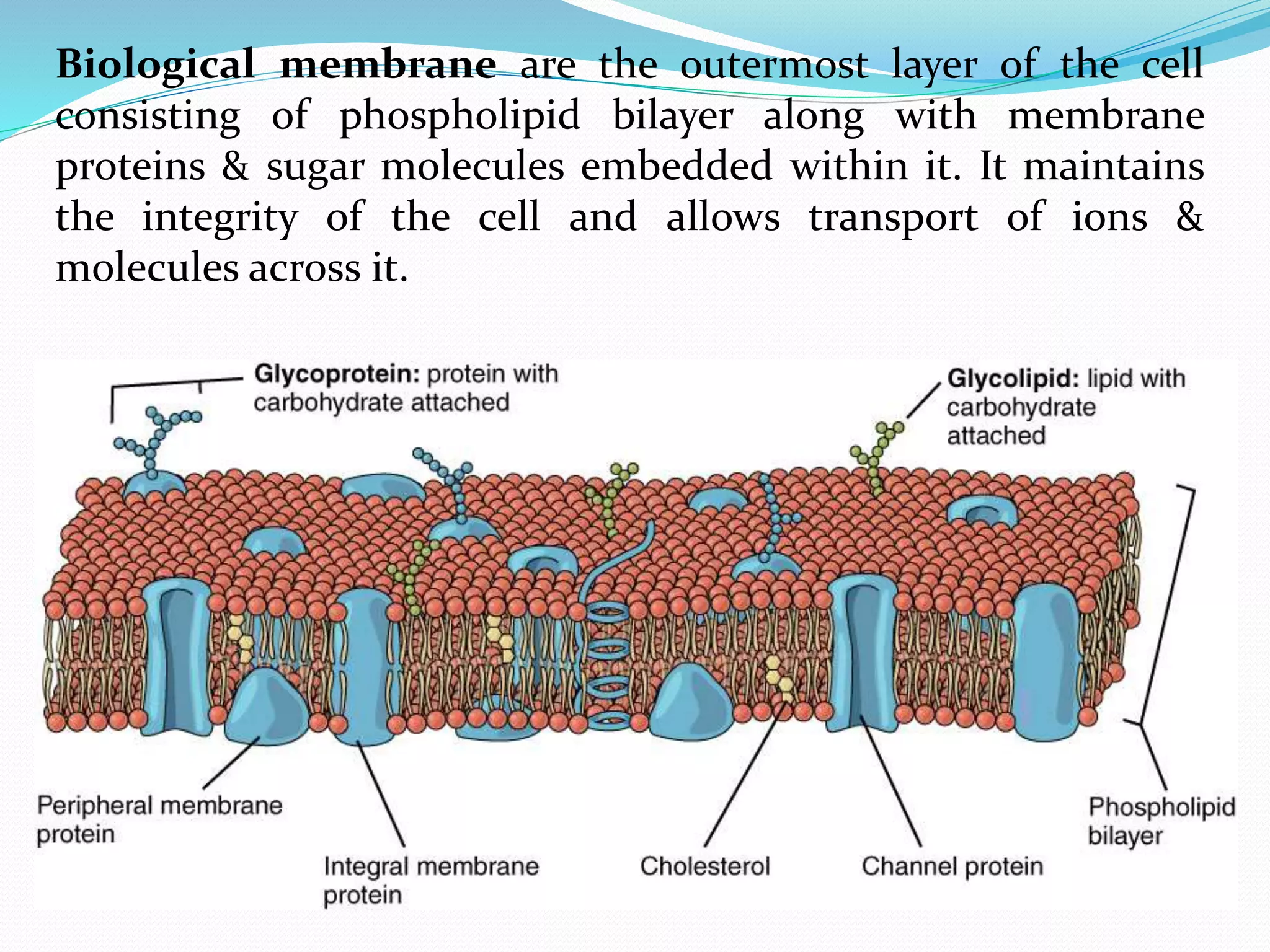 Pharmacokinetics | PPTX