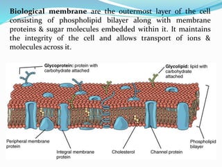 Pharmacokinetics | PPTX