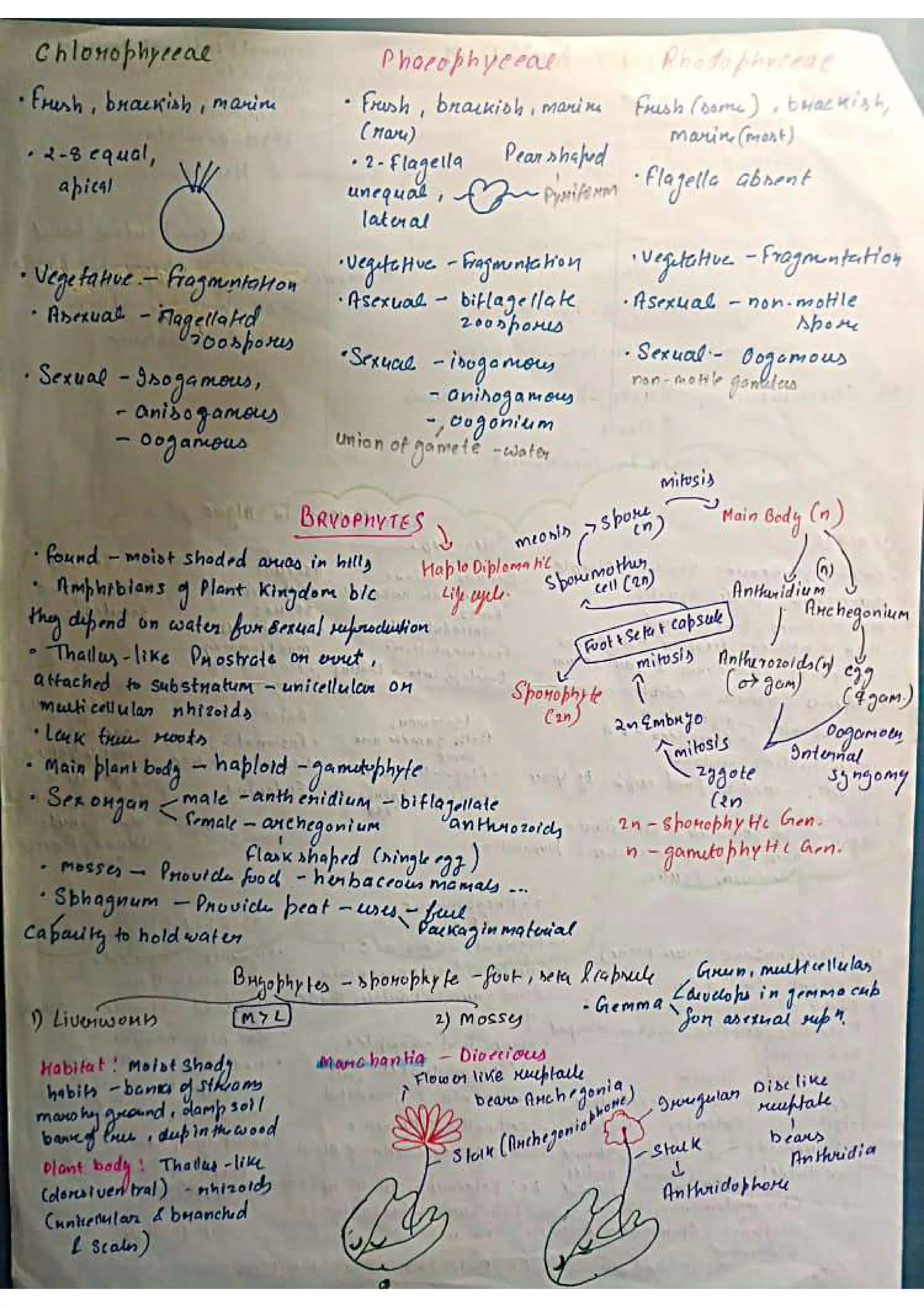PLANT KINGDOM SHORT NOTES CLASS 11 BIOLOGY | PDF