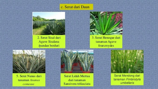 Pk7-KD5T1 Pengertian ,Jenis dan Karakteristik Bahan Serat Alam dari ...