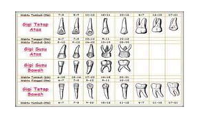 fungsi gigi by erlinarla dental nurse | PPTX