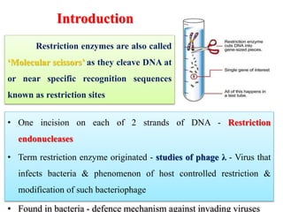 Restriction enzymes | PPTX