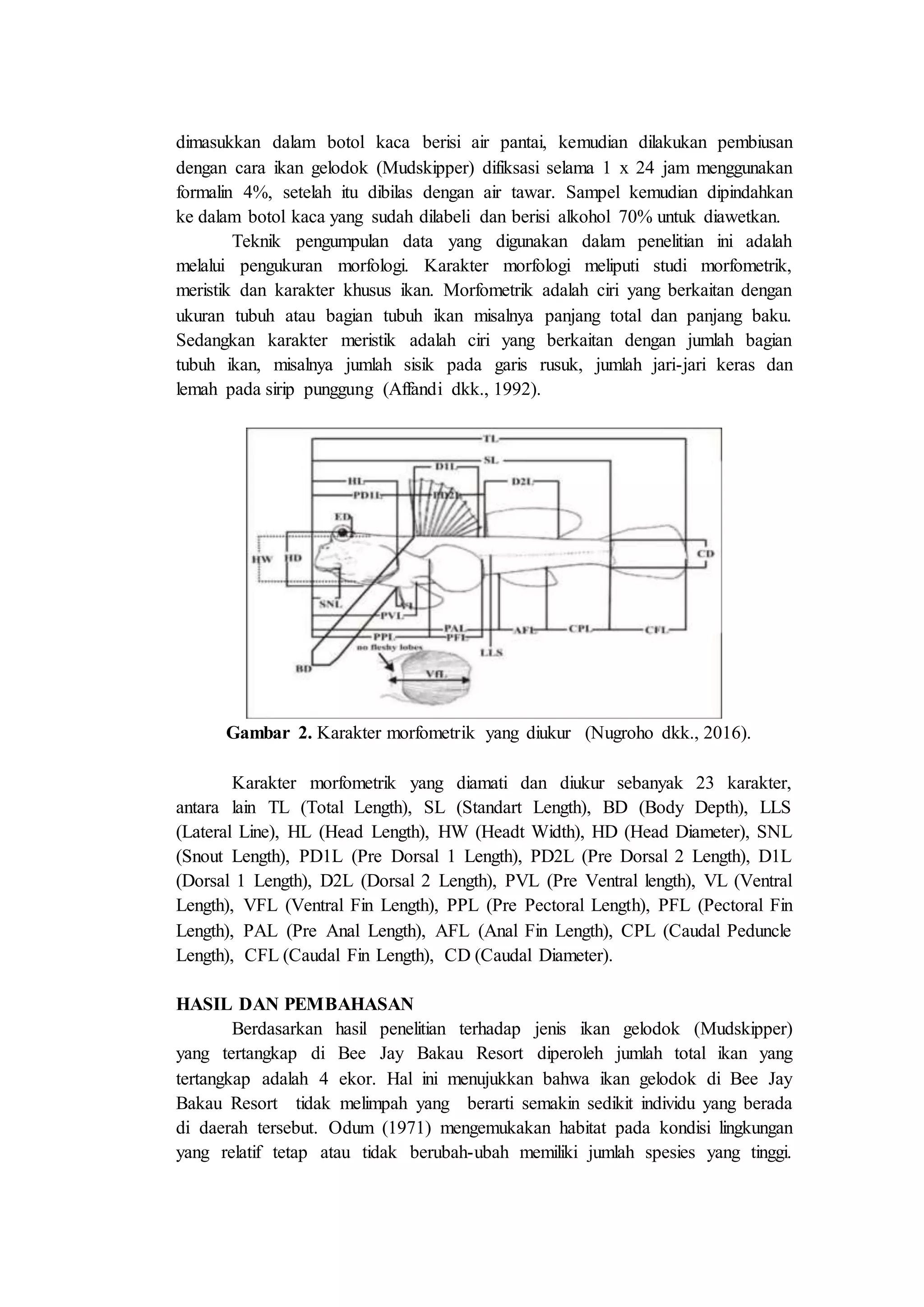 PKM AI: Potensi Jenis Ikan Gelodok (Mudskipper) dan PerannyaSebagai ...
