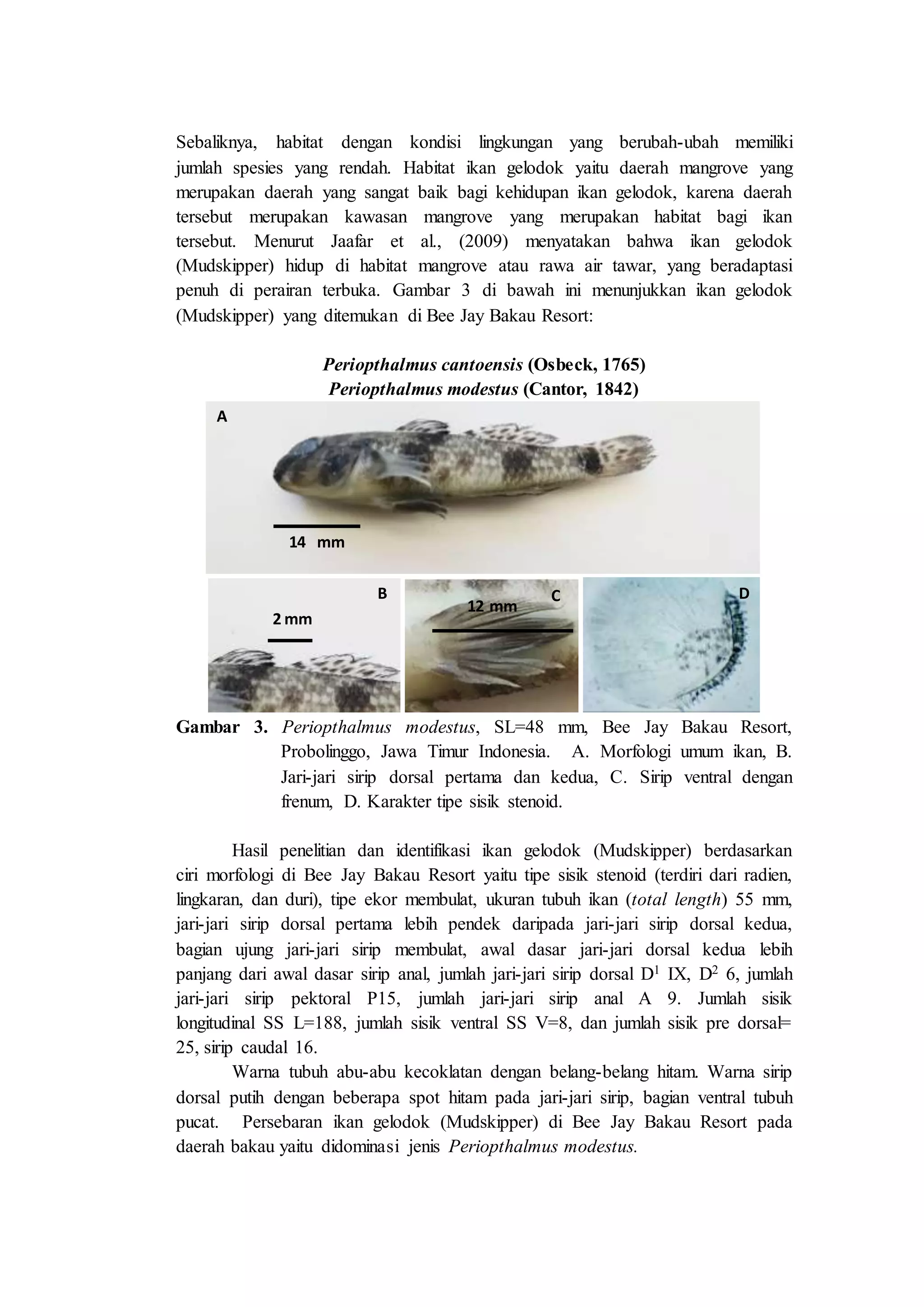 PKM AI: Potensi Jenis Ikan Gelodok (Mudskipper) dan PerannyaSebagai Filter Feeder di Area ...