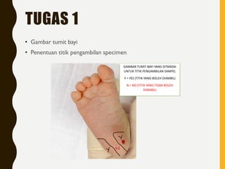 PKM CALANG ACEH JAYA - Tugas Pengambilan Spesimen SHK (dr.Maisya Zahra ...