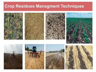 crop residue management in different crops .ppt