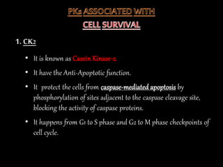 Pks associated with the cell survival and cell death | PPT