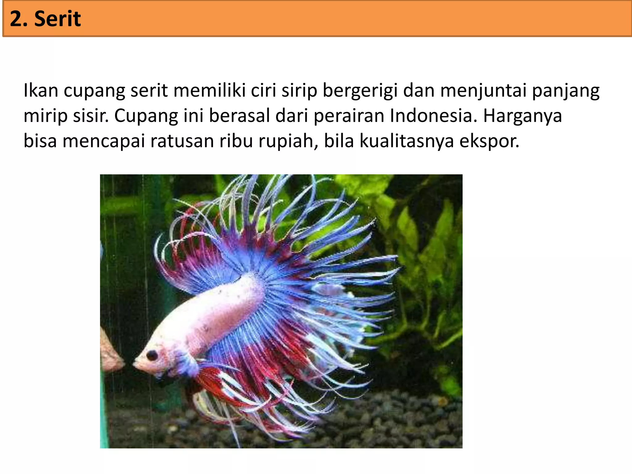 Pkwu Budidaya Ikan Hias Ikan Cupang Ppt Free Download
