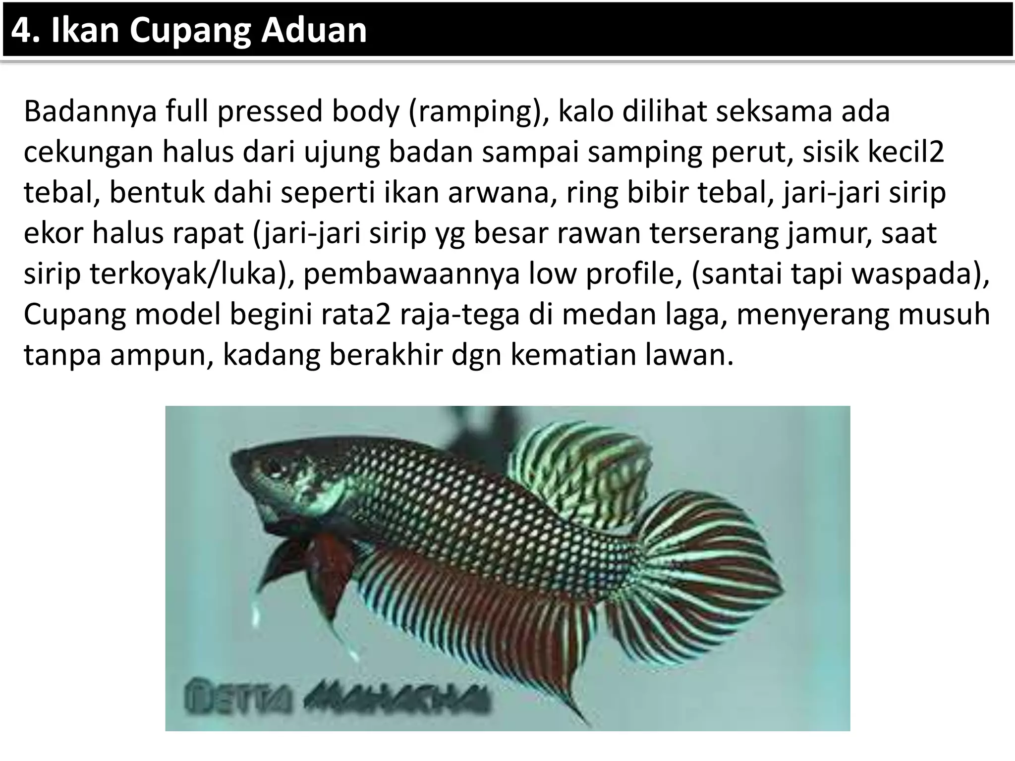 Pkwu budidaya ikan hias - Ikan Cupang | PPTX