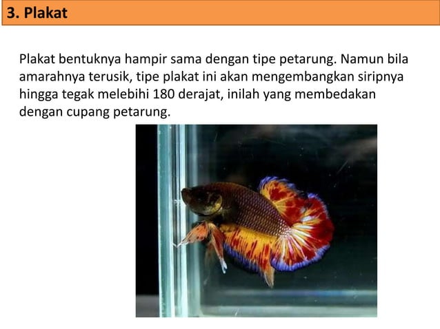 Pkwu Budidaya Ikan Hias Ikan Cupang Ppt