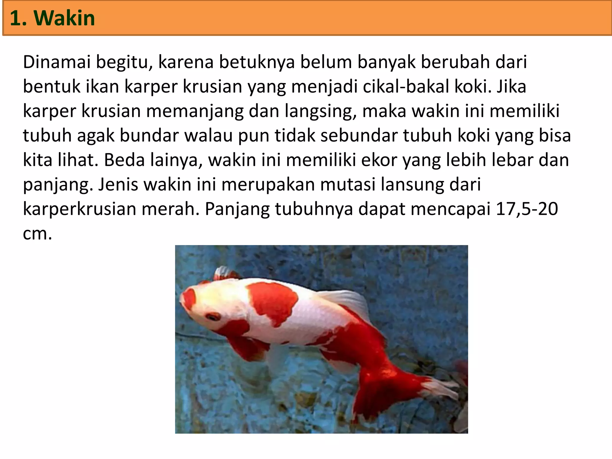 Pkwu budidaya ikan hias - ikan mas koki | PPTX