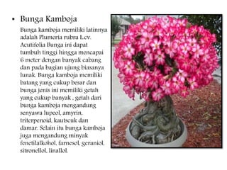 tanaman bunga hias | PPT