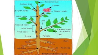 Plant Physiology by Utsav Vekariya, S.D. Agricultural University. | PPTX