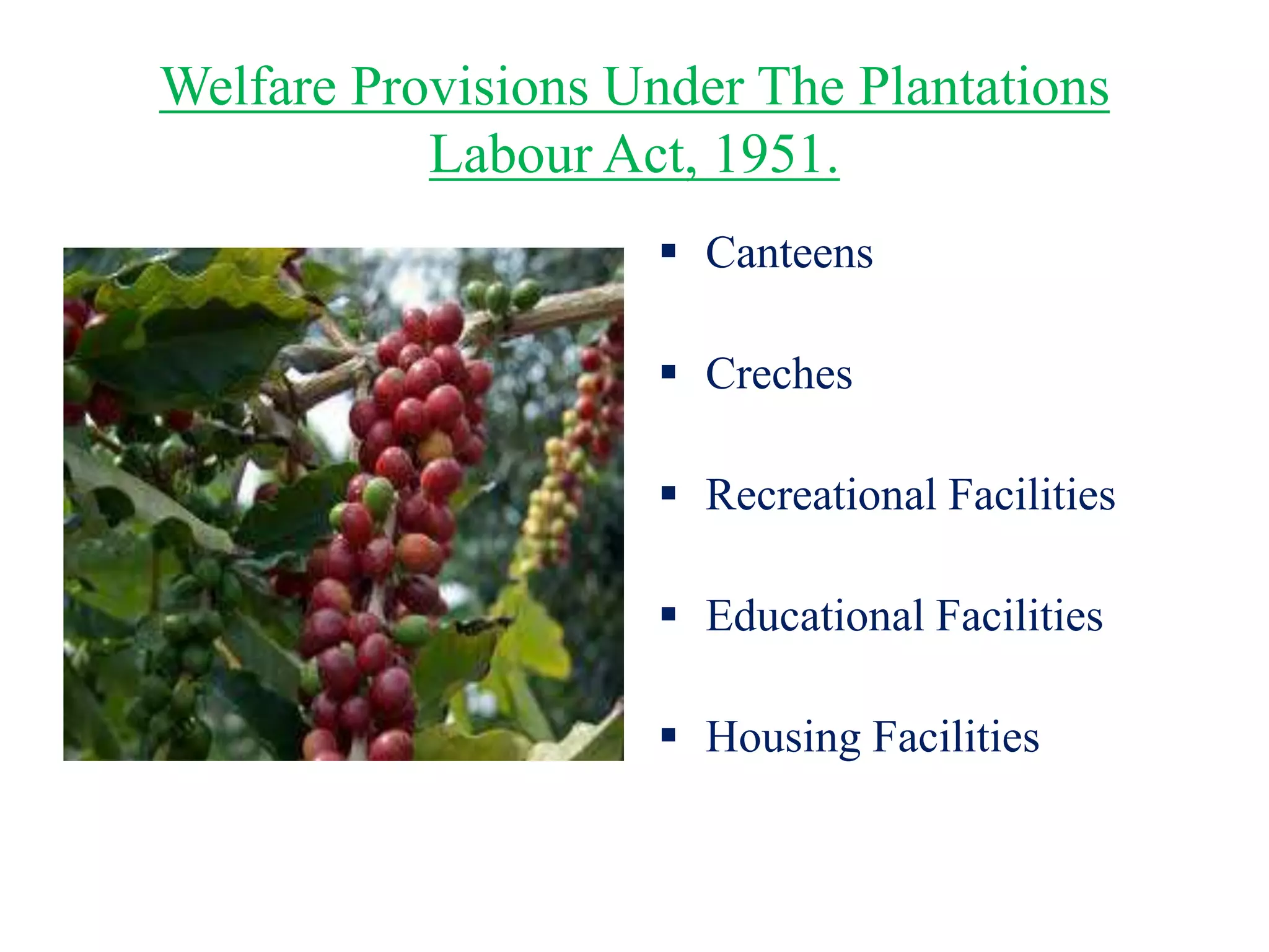 The Plantations Act | PPTX