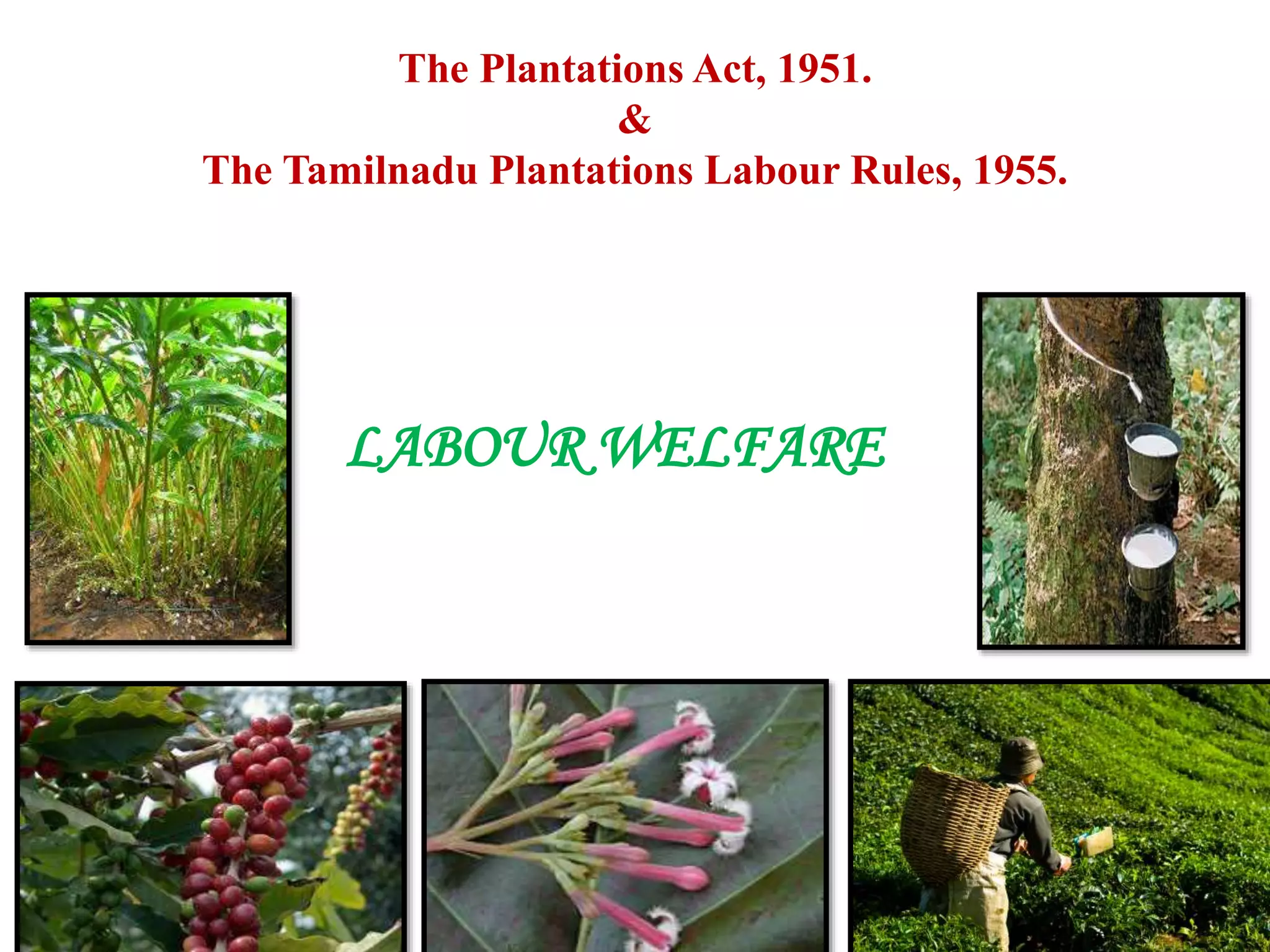 Plantations Labour Act & Rules Guide | PPT