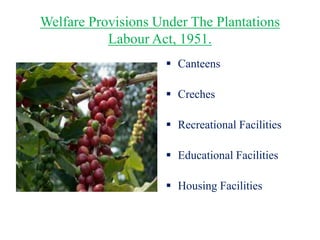 The Plantations Act | PPTX