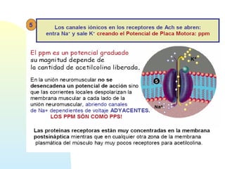 Placa motora | PPT