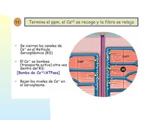 Placa motora | PPT