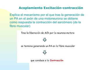 Placa motora | PPT