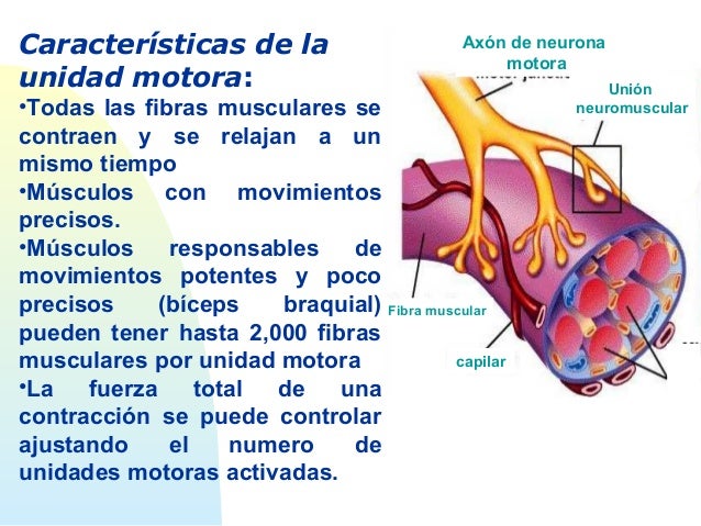 Placa Motora (UNEFM)