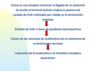 Placa motora | PPT