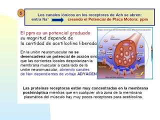 Placa motora | PPT