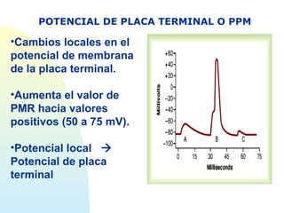 Placa motora | PPT