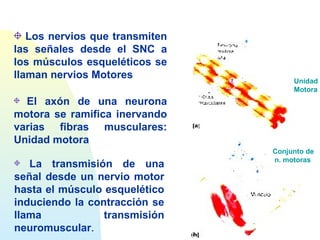 Placa motora | PPT