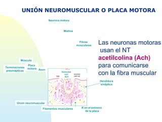 Placa motora | PPT