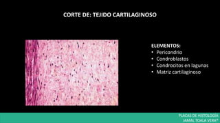 Placas de histología | PPTX