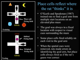 Place cells | PPT