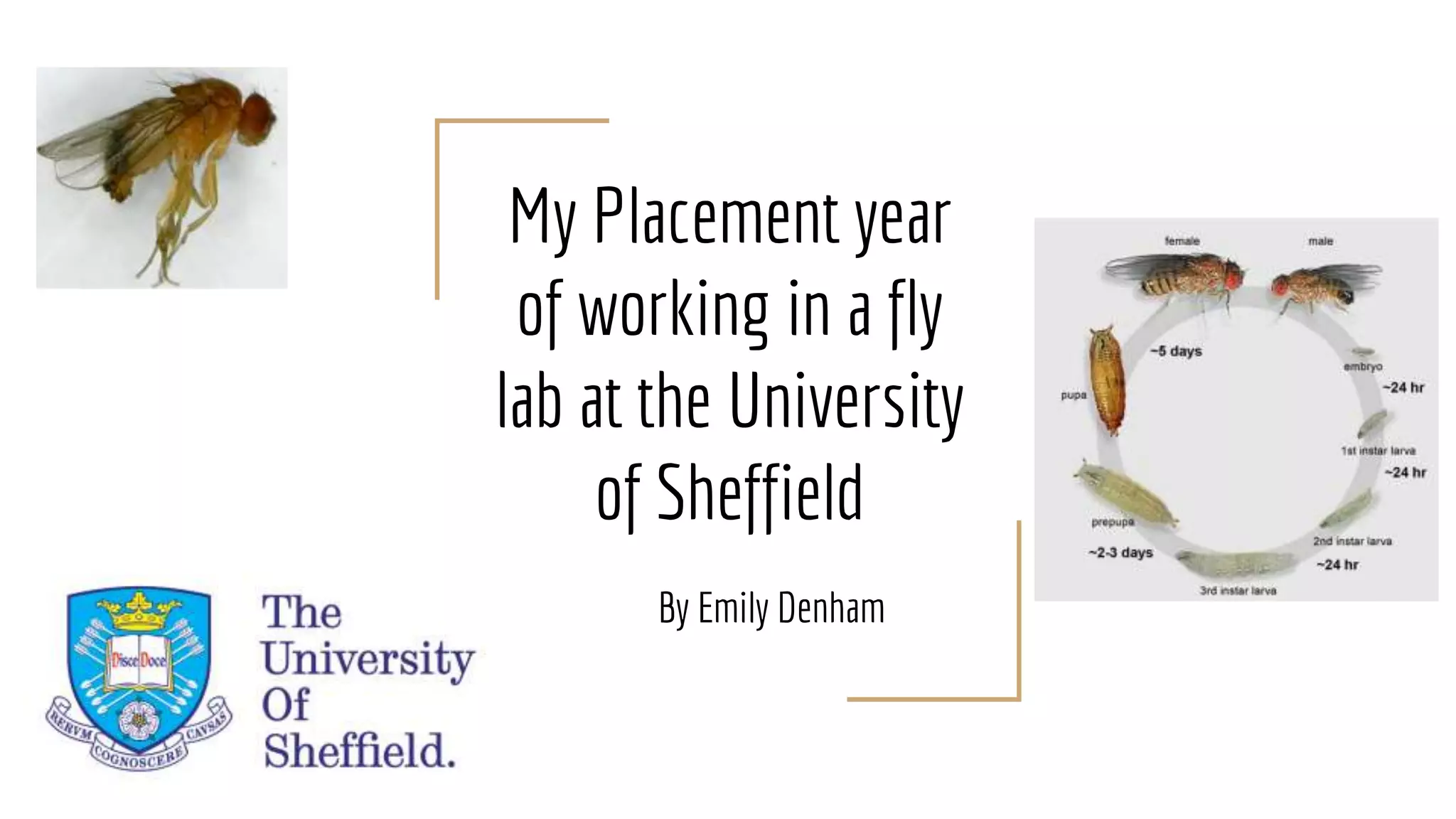 Placement 2021_2022- working in a fly Lab (3) (1).pptx