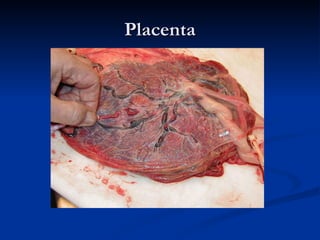 Placenta | PPT