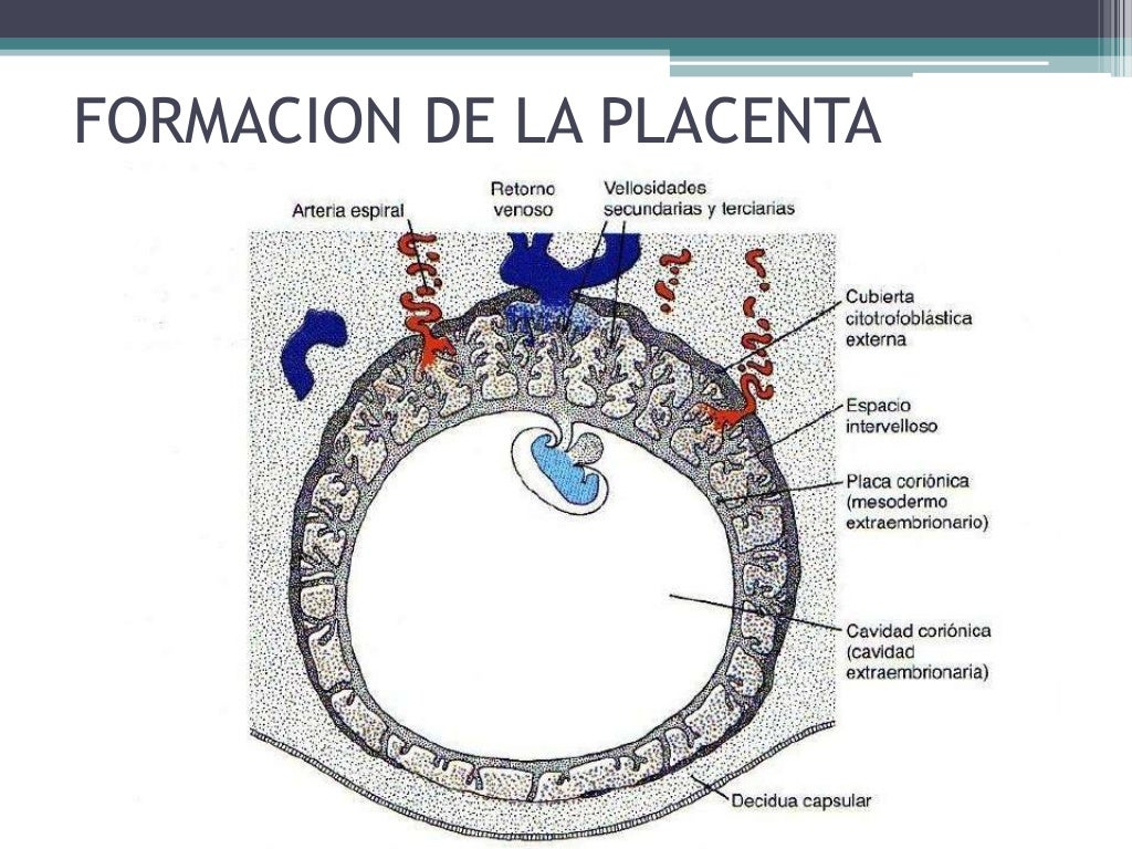 Placenta