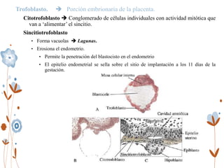 Placenta | PPTX