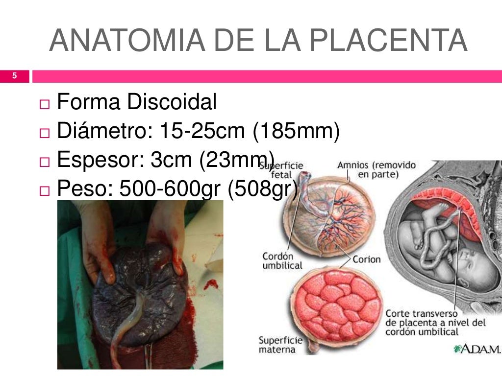 Placenta