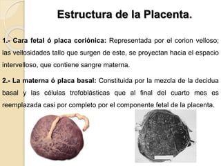 Placenta | PPTX