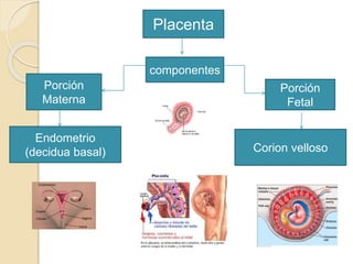 Placenta | PPTX
