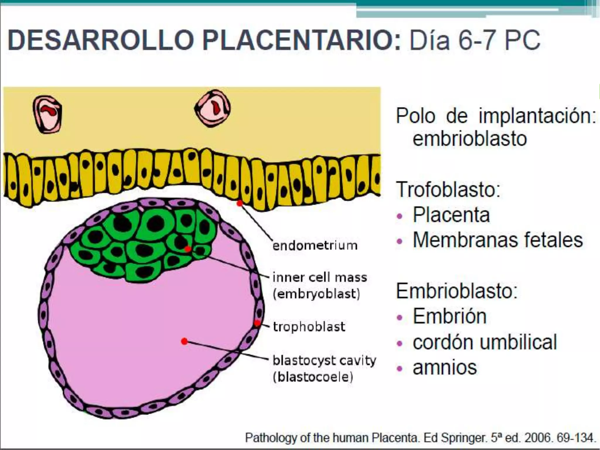 DESARROLLO PLACENTARIO: EMBRIOLOGIA Y MORFOLOGIA | PPTX