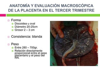 DESARROLLO PLACENTARIO: EMBRIOLOGIA Y MORFOLOGIA | PPTX