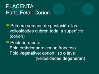 Placenta | PPT