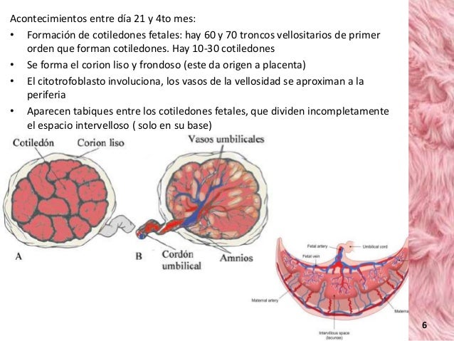 Placenta, cordón umbilical y membranas ovulares