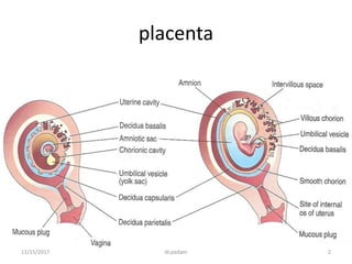 Placenta | PPT